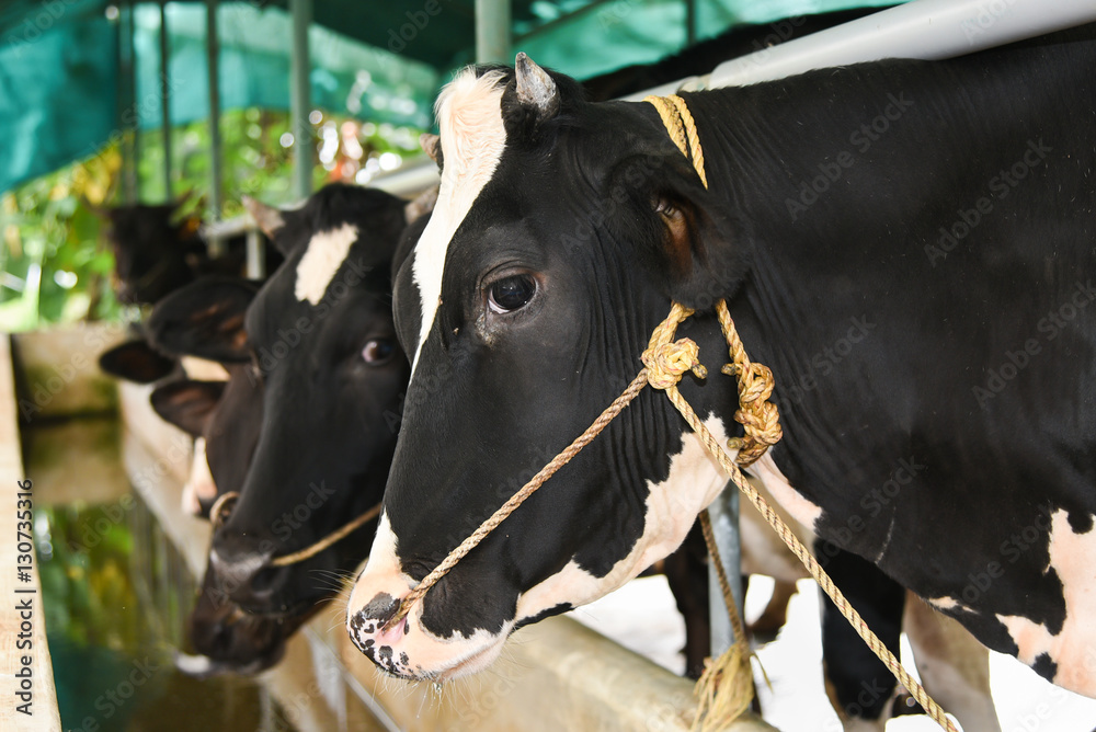 many cows in a farm. Dairy cows in an Indian farm Stock Photo | Adobe Stock