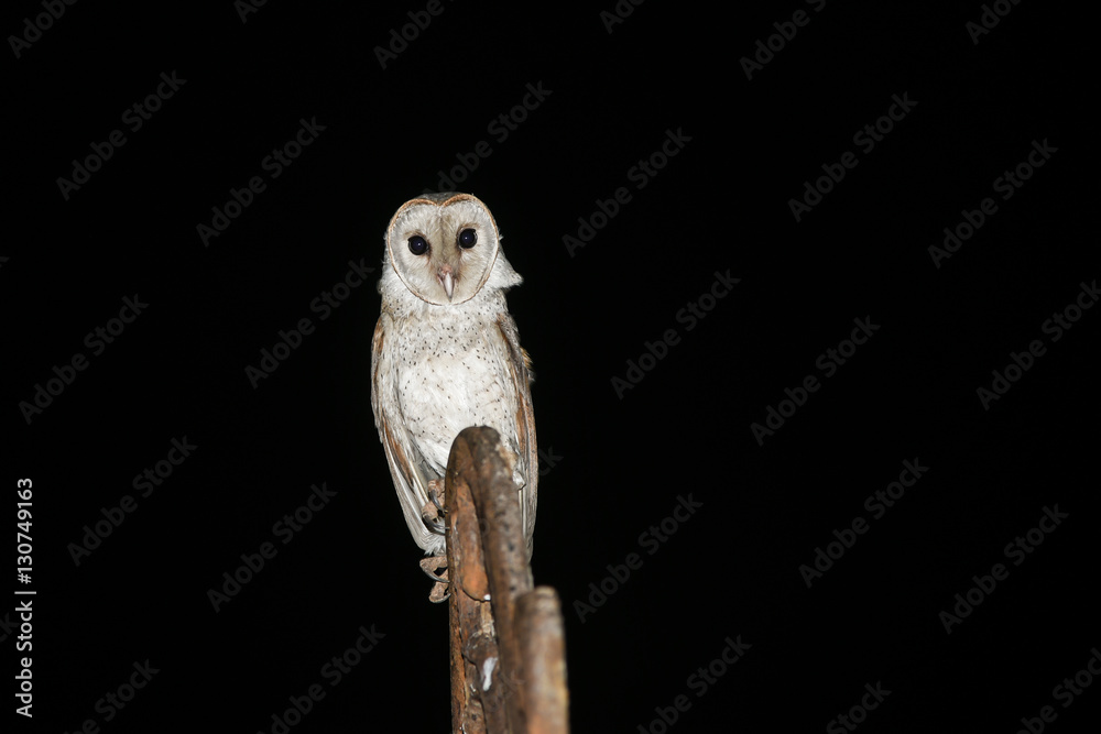 common barn owl India in black background. photo taken at night Stock ...