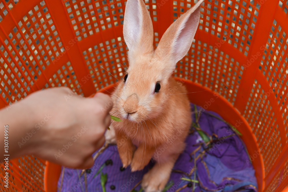 Little girl caring and feeding her loving pet rabbit. child feed food ...