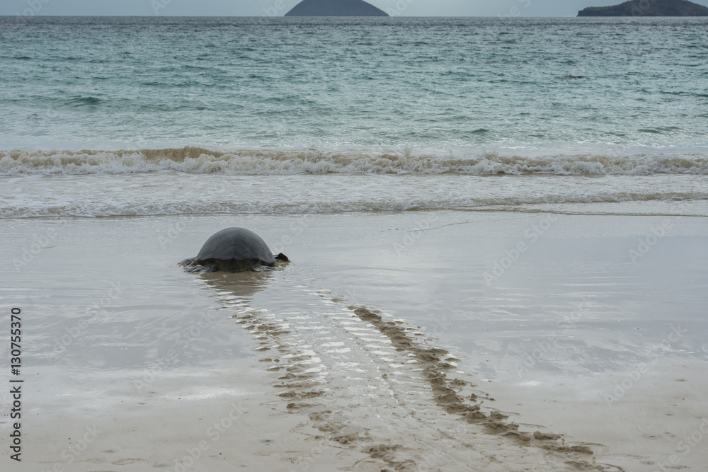 Green Sea Turtle Returning to Sea after Laying Eggs, Galapagos Stock ...