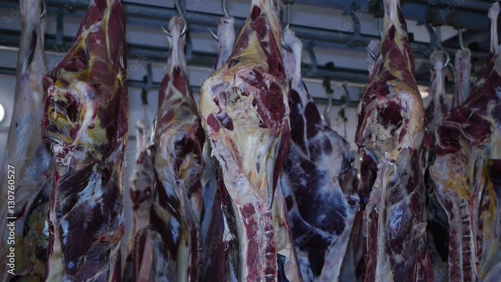 carcass of raw meat beef pork hanging on hooks in the freezer to ...