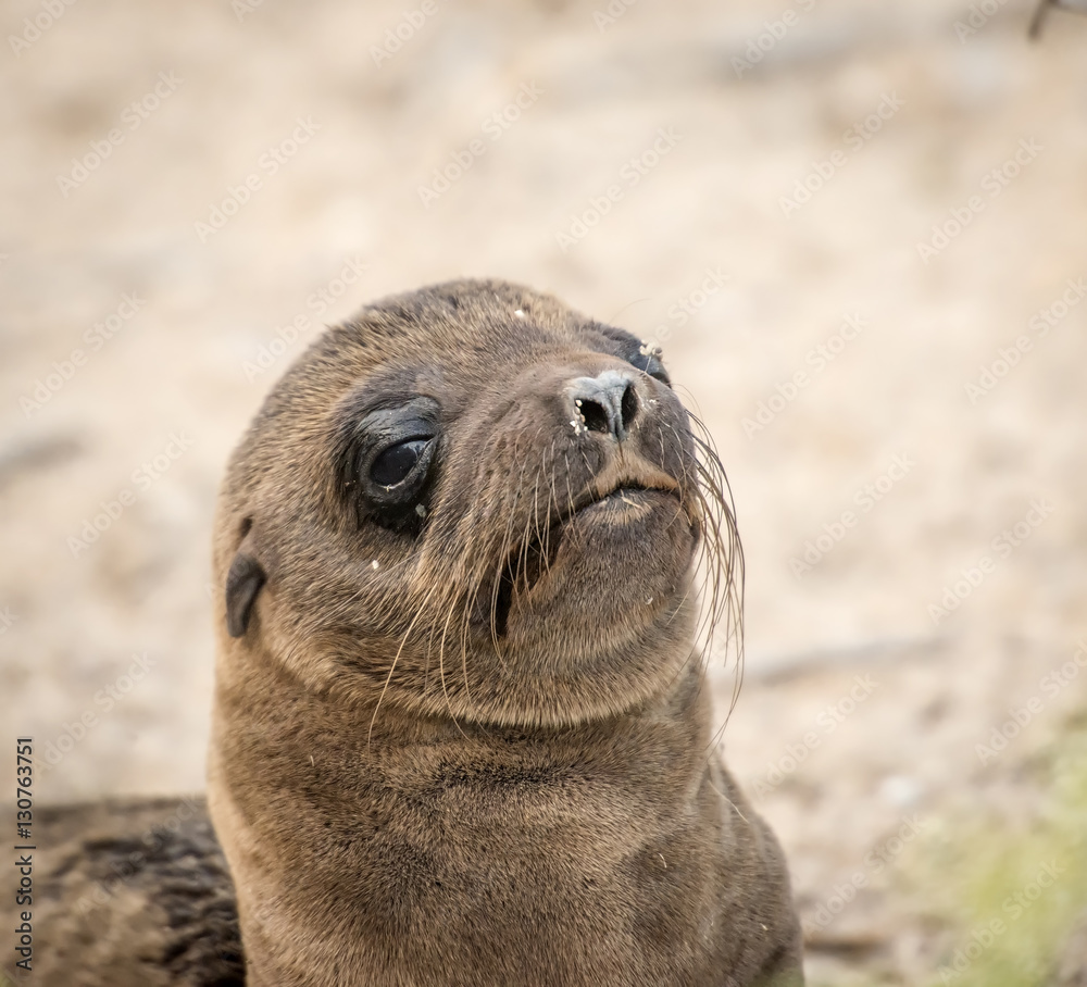 Sad Sea Lion