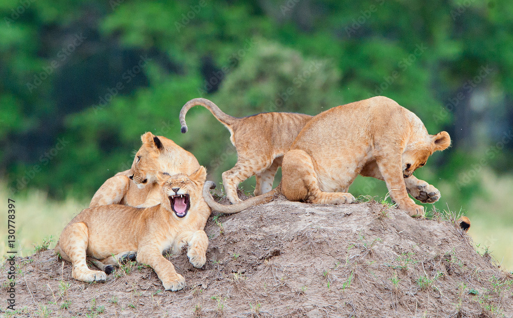Group of young lions on the hill. The lion (Panthera leo nubica), known ...