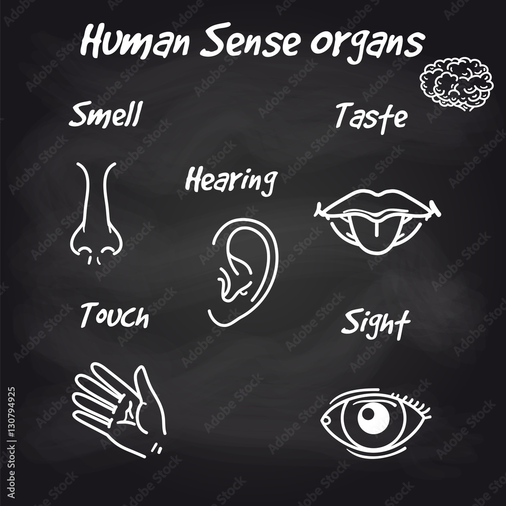 Human sense organs icons on chalkboard background. Vector illustration ...