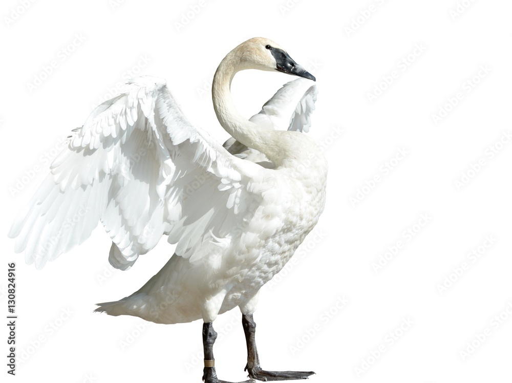 Trumpeter Swan standing with spread wings isolated on white background ...