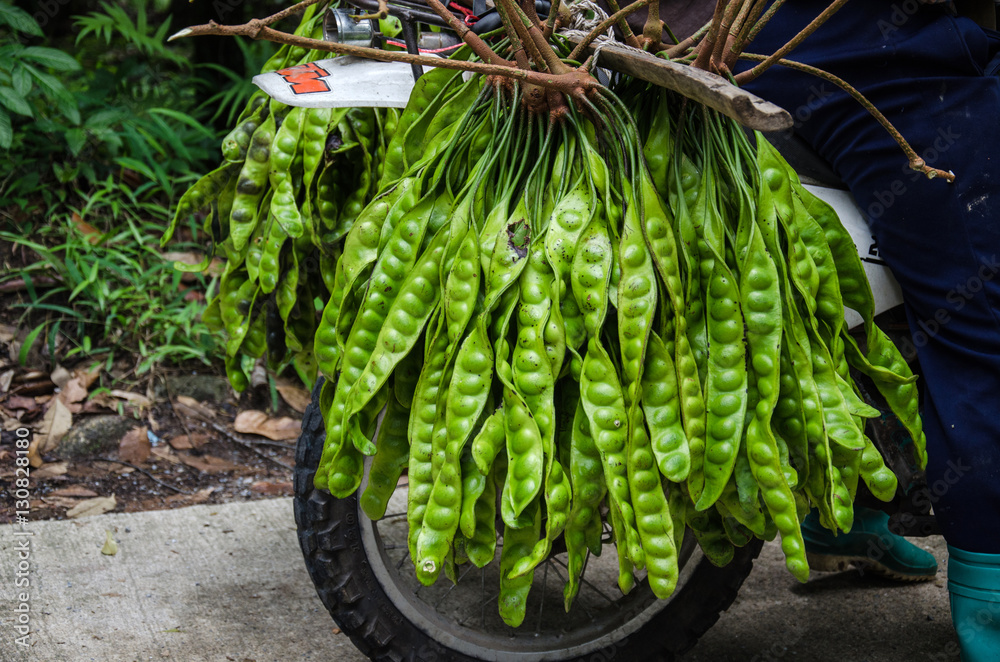 Havest bitter bean, Twisted cluster bean from local of Thailand Stock ...