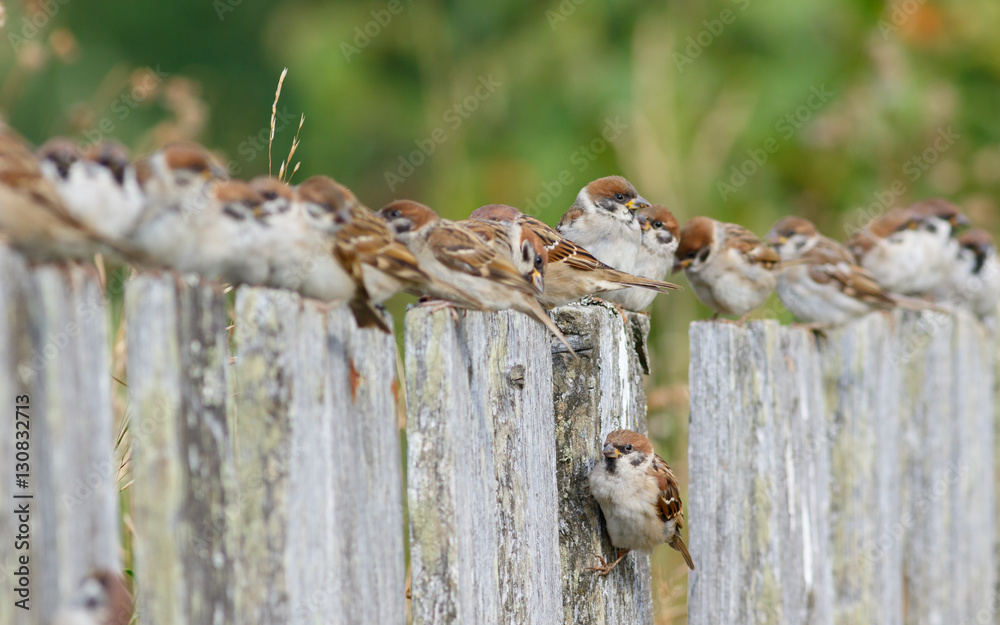 Group of Tree Sparrows (Passer montanus) sitting on the fence. Stock ...