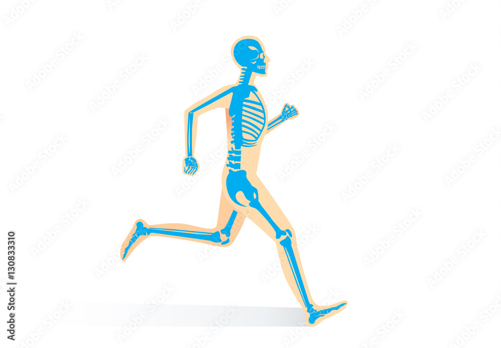 Human Bone Anatomy while run isolated. Illustration about human ...