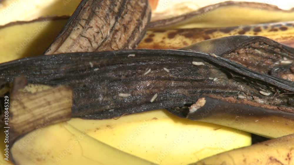 Video Stock Maggots Crawling on Banana Peel. Maggots, knats, flies ...