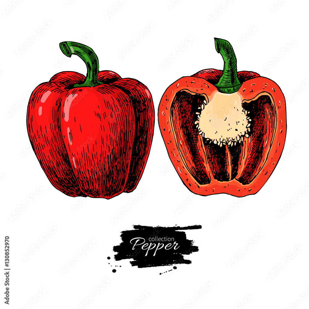 Pepper hand drawn vector illustration. Vegetable Isolated object half ...