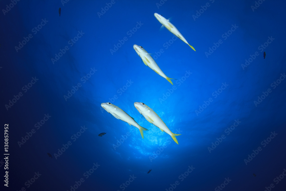 Fish school in ocean Stock Photo | Adobe Stock