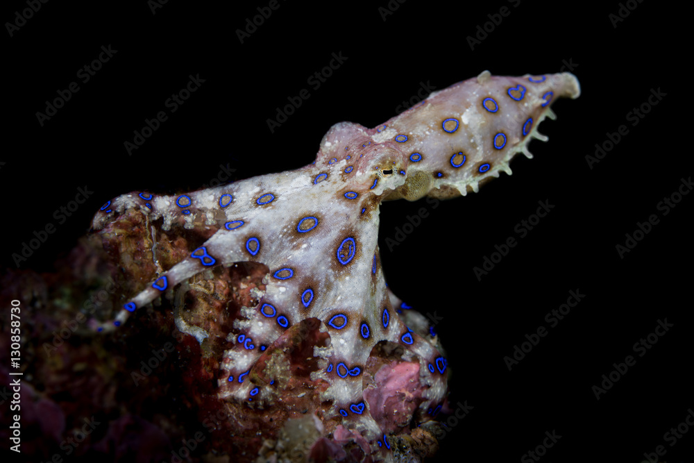 Blue-ringed Octopus (Hapalochlaena sp.) with black background Stock ...