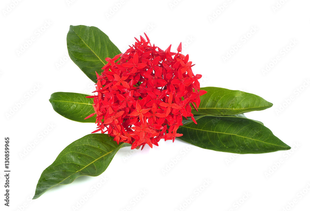 spike flower Stock Photo | Adobe Stock