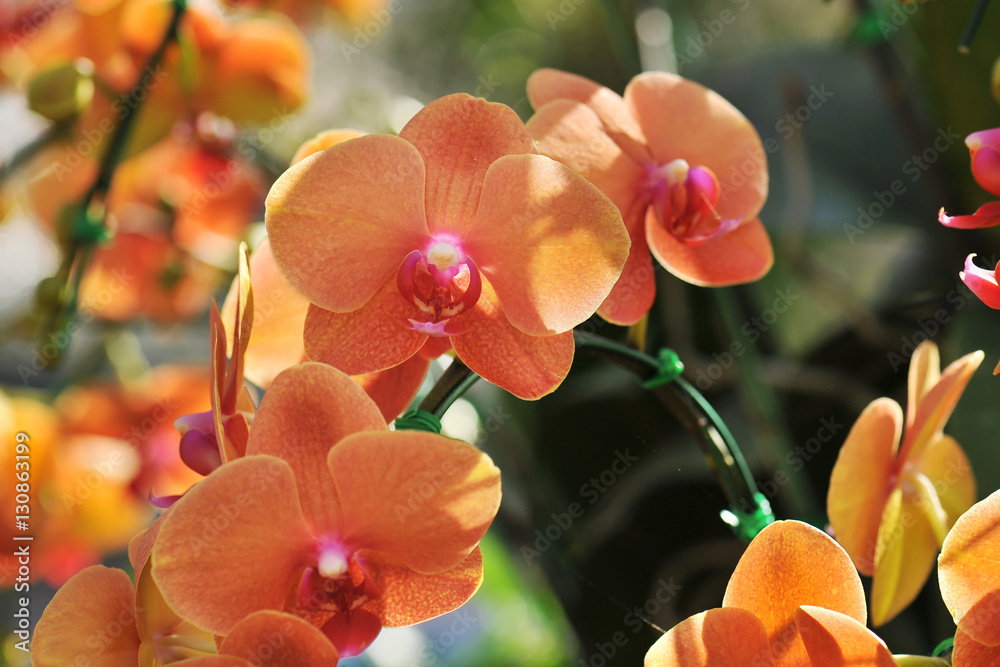 Beautiful orchid is queen of flowers Stock Photo | Adobe Stock