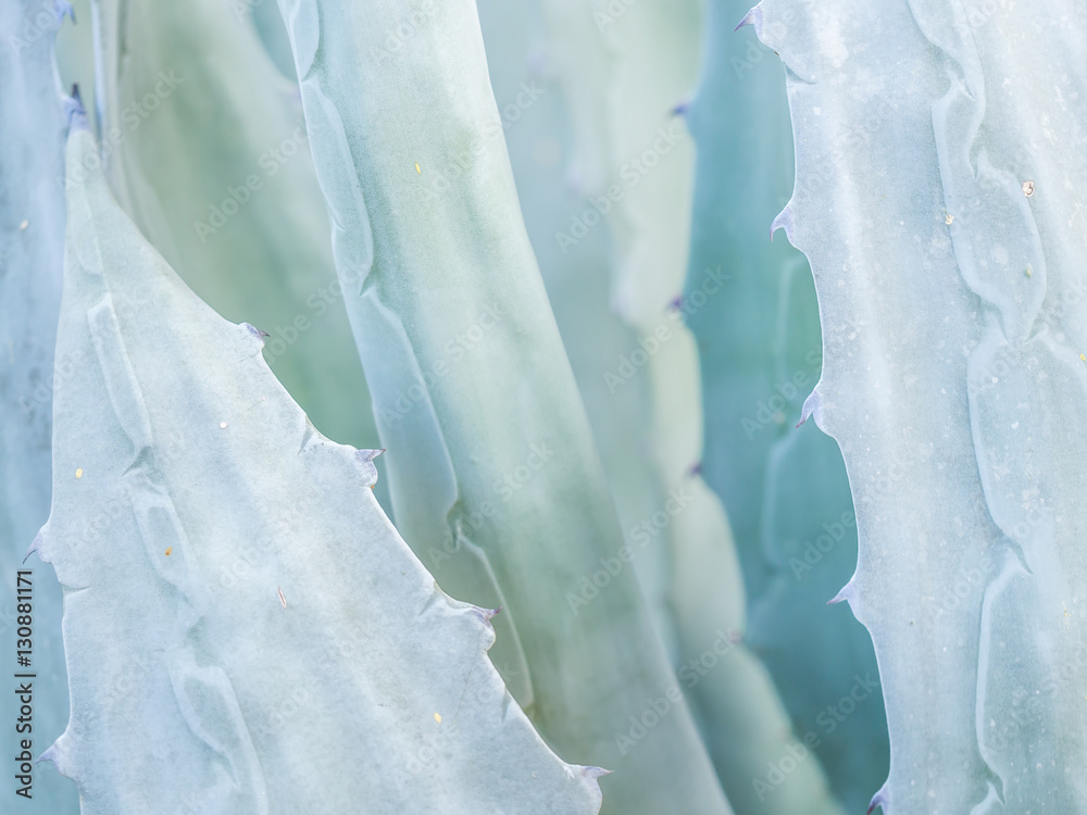 Abstract nature background. Green pastel color leaves texture for ...