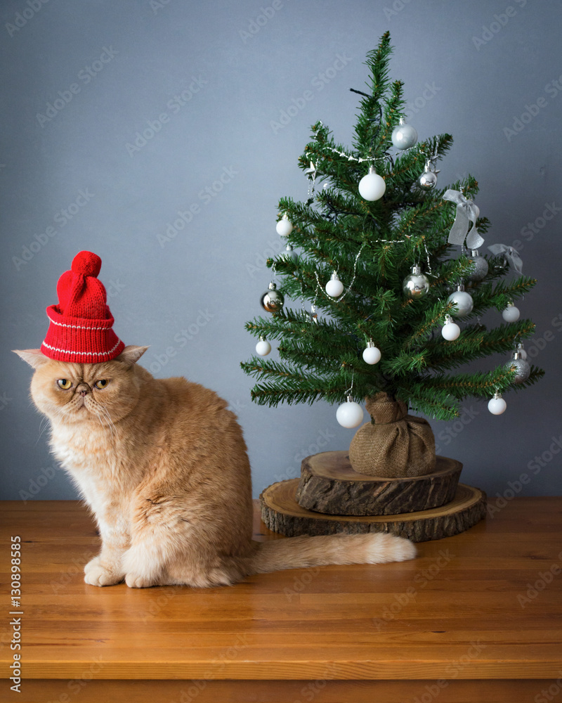 Persian cat wearing red Christmas hat sitting near small Christmas tree ...