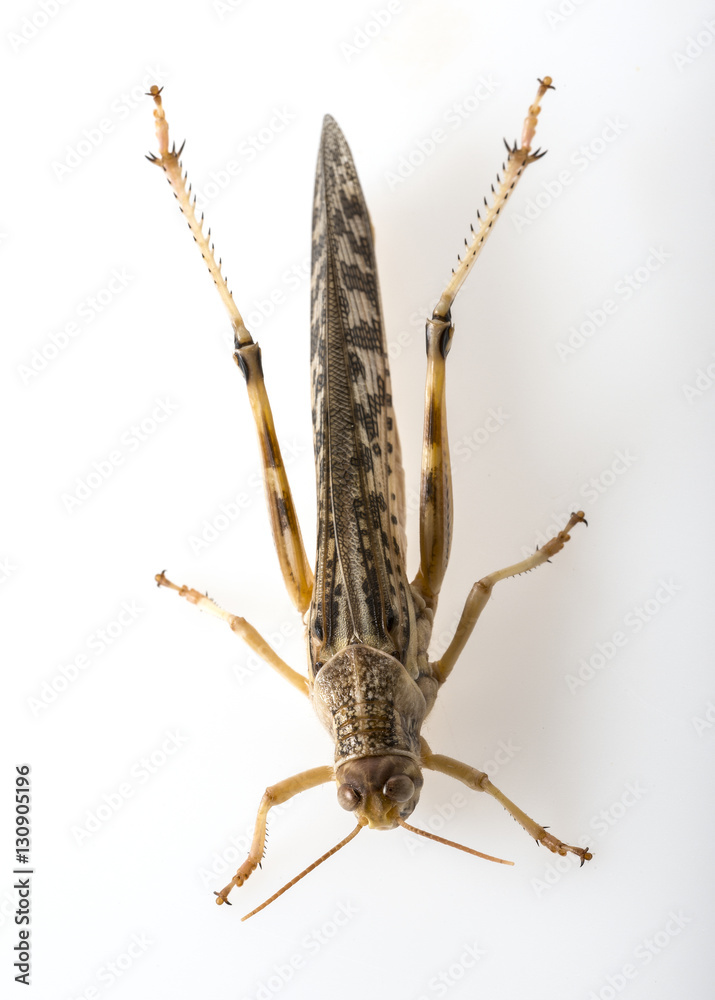 Schistocerca gregaria - the desert locust - food insects Stock Photo ...