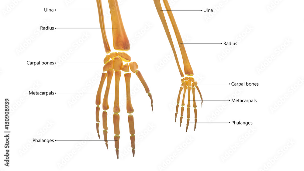 Human Skeleton Anatomy (Finger Joints) Stock Illustration | Adobe Stock
