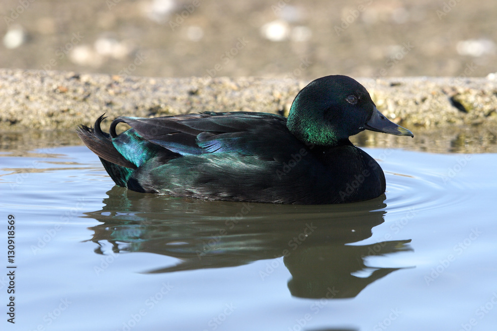 Foto Stock Canard Labrador | Adobe Stock