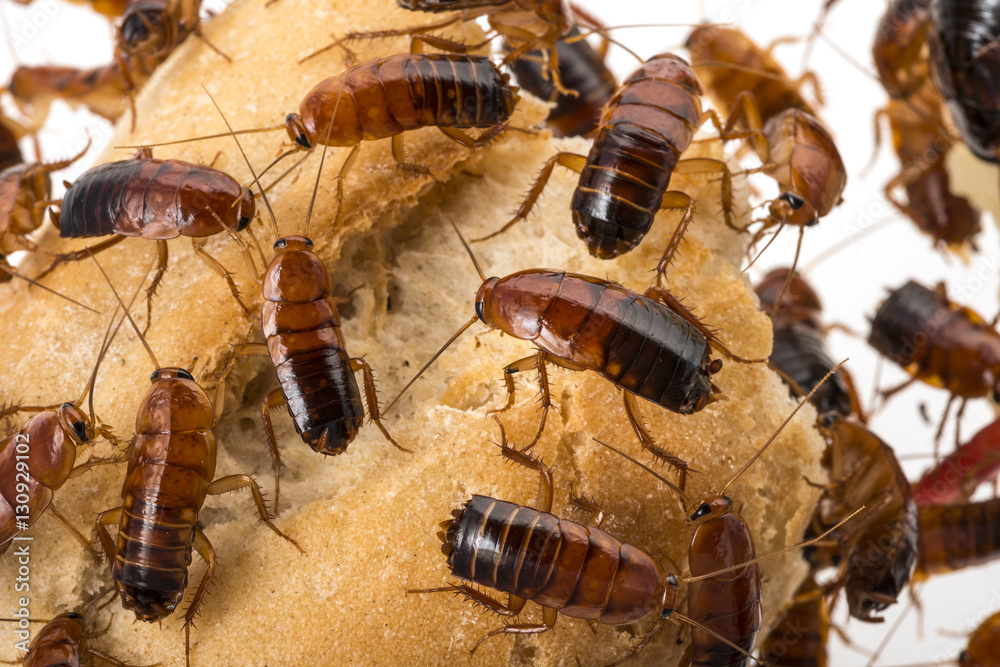 cockroach - Blatta lateralis Stock-Foto | Adobe Stock