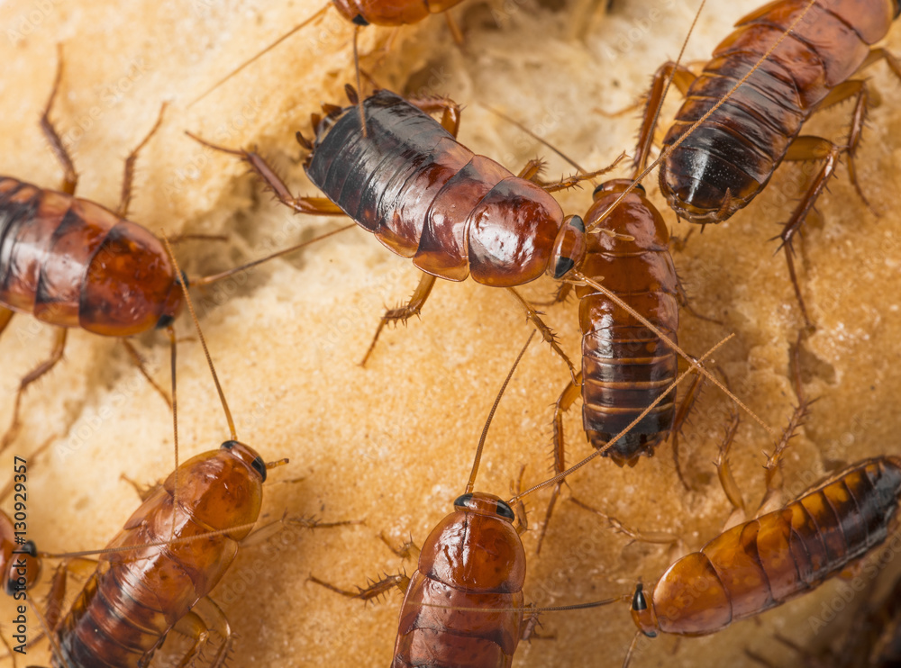 cockroach - Blatta lateralis Stock Photo | Adobe Stock