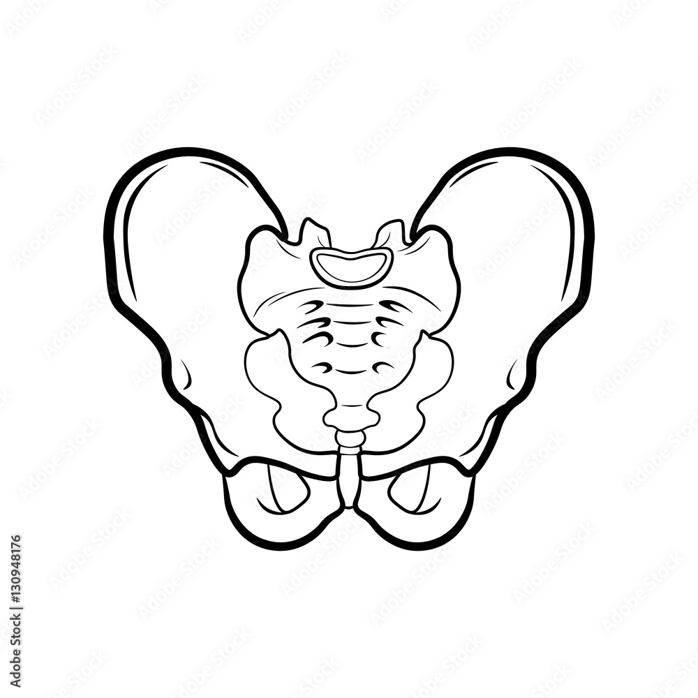 Poster Anatomy Human Pelvis. Vector illustration isolated on white ...