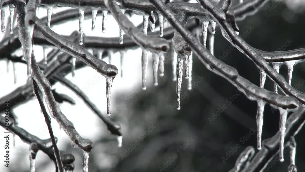 Close up on icicles dripping on winter tree after ice storm hits ...