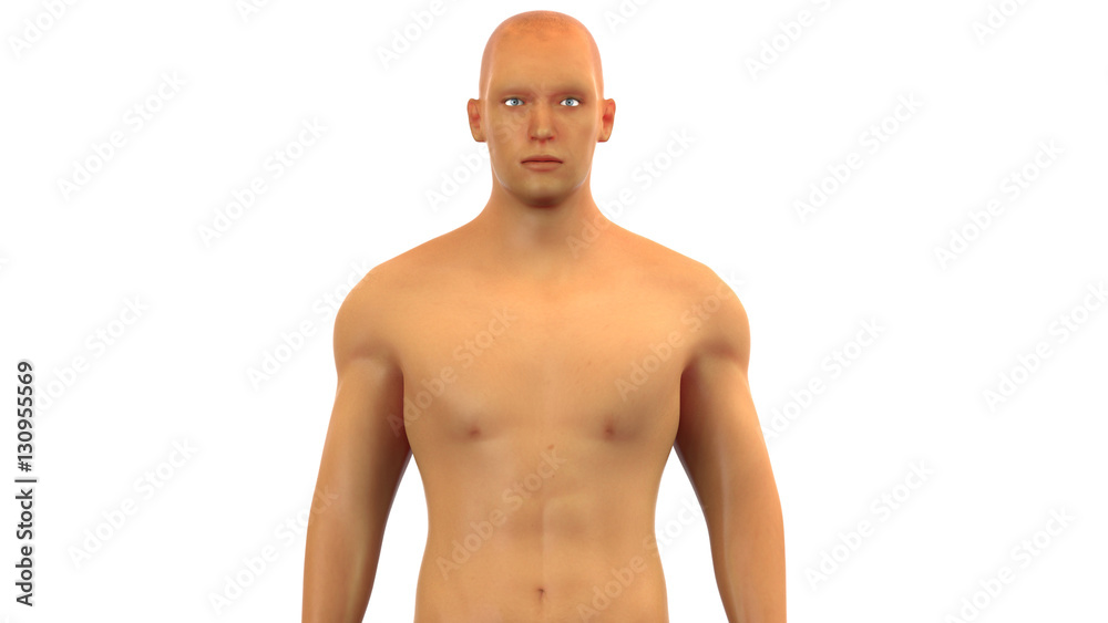 Human Male Muscle Body Anatomy Stock Illustration | Adobe Stock