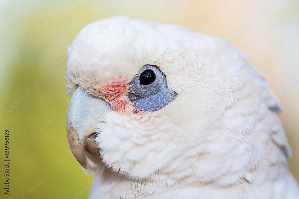 The Tanimbar corella also known as Goffin's cockatoo or Goffin's ...