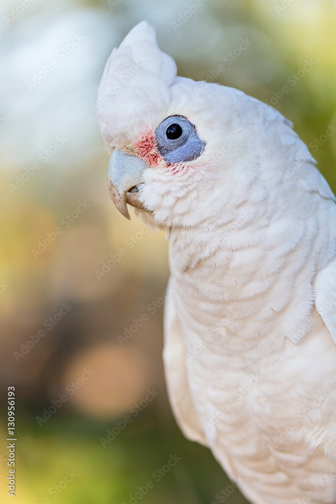The Tanimbar corella also known as Goffin's cockatoo or Goffin's ...