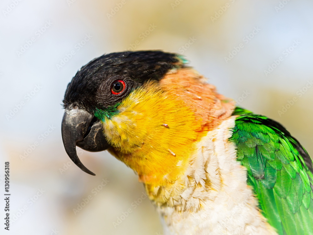 The caiques are species of parrots in the genus Pionites. They are ...