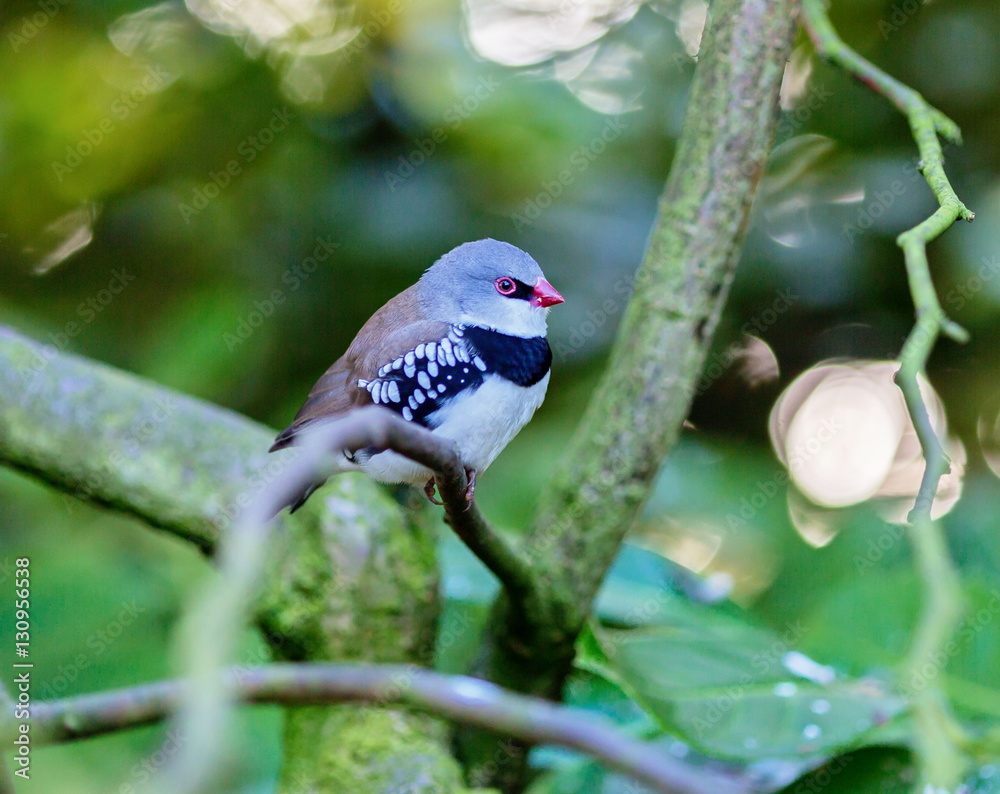 Stockfoto med beskrivningen The diamond firetail is a finch that has a ...