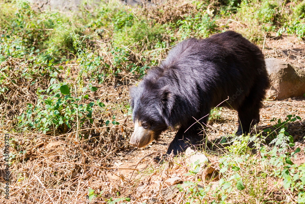 The sloth bear, also known as the labiated bear, is a nocturnal ...