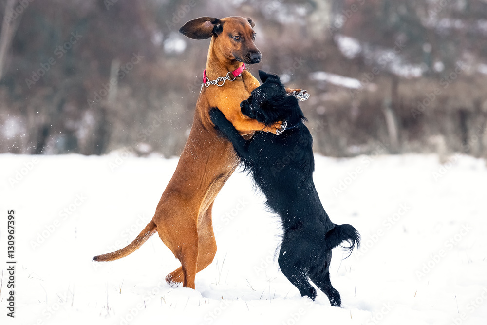Can Bavarian Mountain Hound Be Red