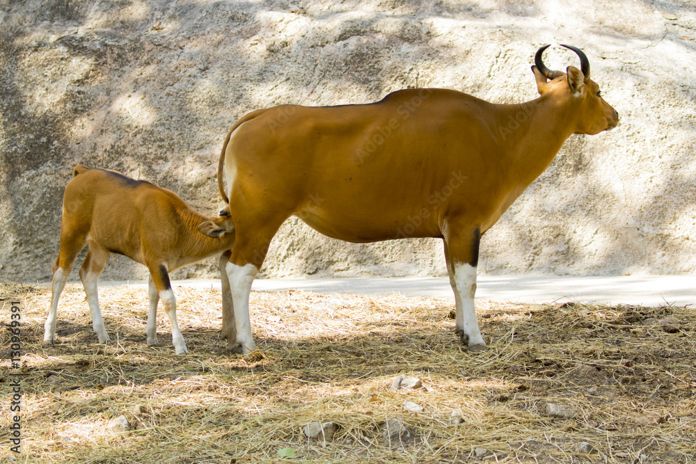 Image of a red bull female and red calf on nature background. wi Stock ...