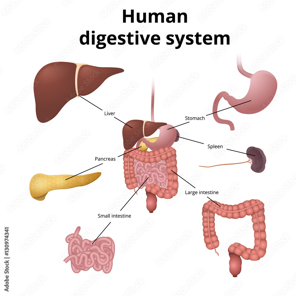 GI tract organs Stock Vector | Adobe Stock
