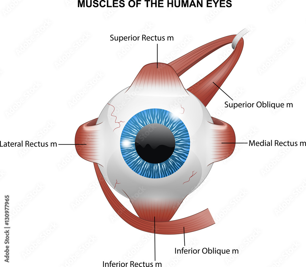 Muscles of the human eyes Stock Vector | Adobe Stock