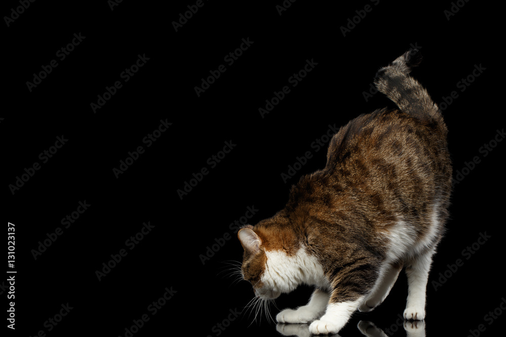 Curious Funny fat Cat nod of the head on isolated black background ...
