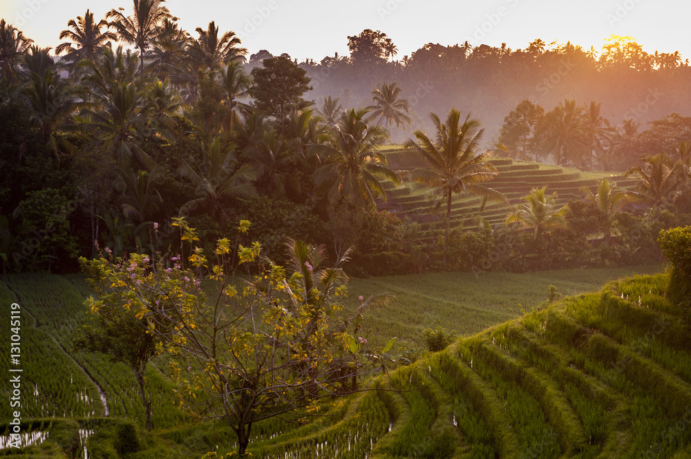 Bali Rice Fields. The village of Belimbing, Bali, boasts some of the ...