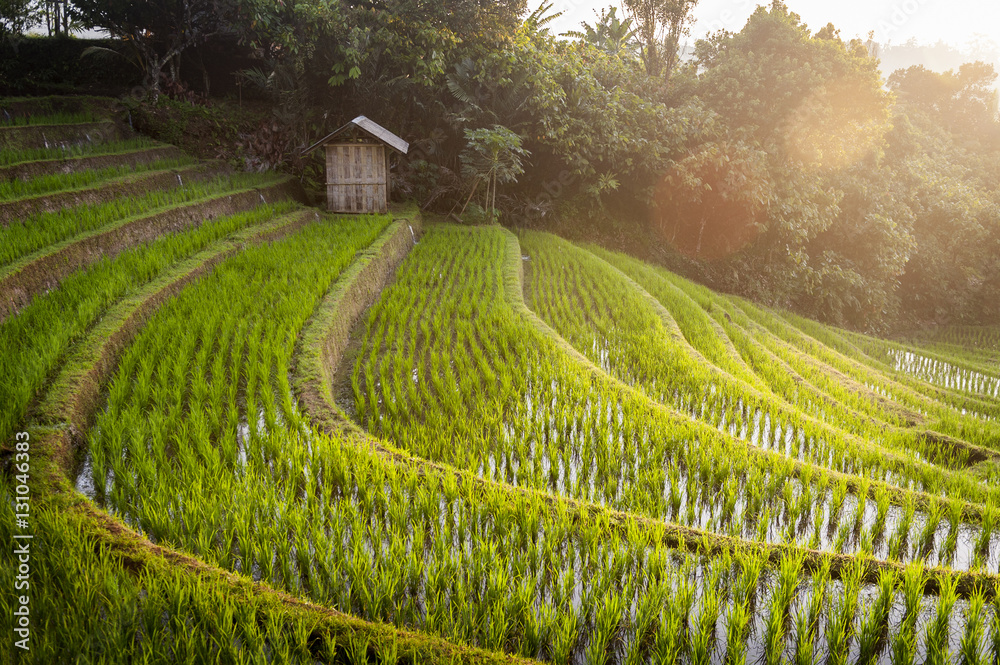 Bali Rice Fields. The village of Belimbing, Bali, boasts some of the ...