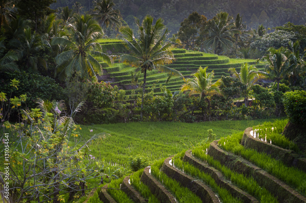 Bali Rice Fields. The village of Belimbing, Bali, boasts some of the ...