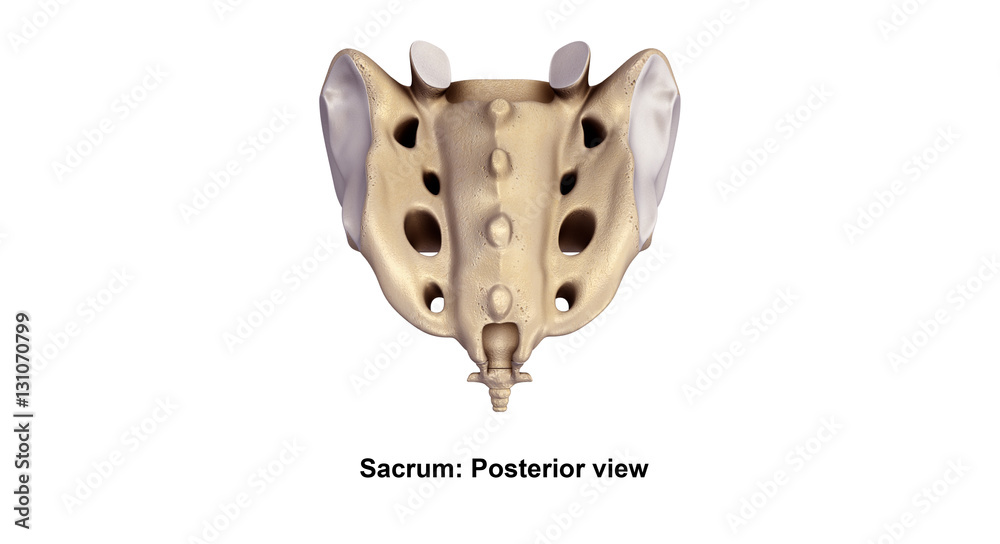 Sacrum_Posterior view Stock Photo | Adobe Stock