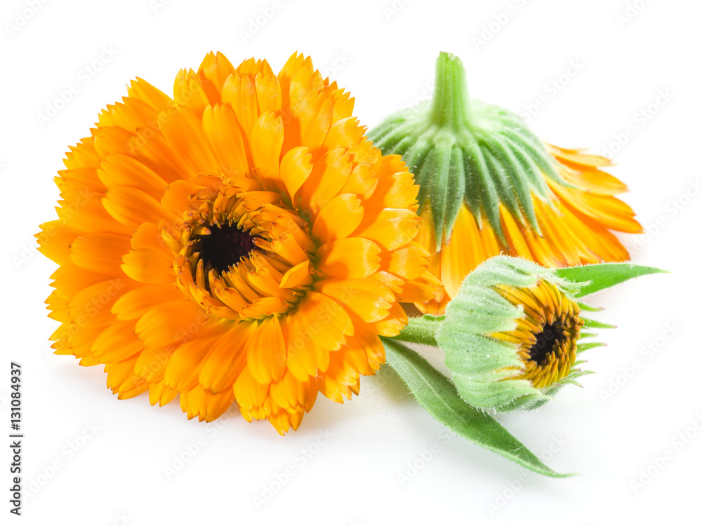 Calendula flowers isolated on white background. Stock Photo | Adobe Stock