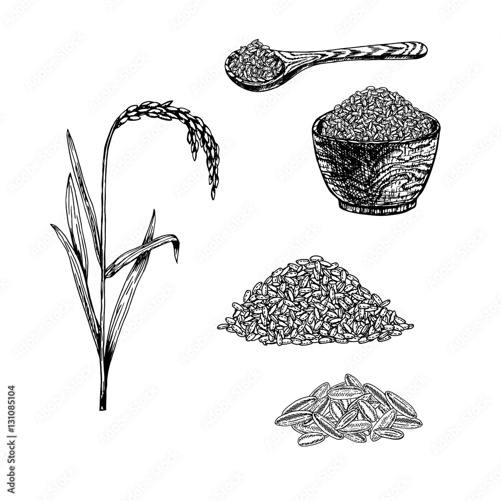 Hand drawn set of rice. Vector sketch Stock Vector | Adobe Stock