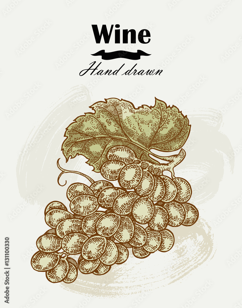 Hand drawn wine grapes vintage. Vector sketch Stock Vector | Adobe Stock