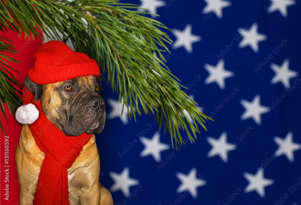 New year, Christmas, Santa Claus in the year of the Dog, montage ...