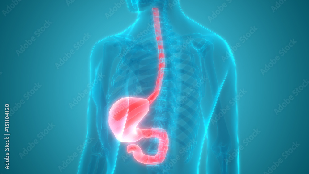 Human Digestive System (Stomach Anatomy) Stock Illustration | Adobe Stock