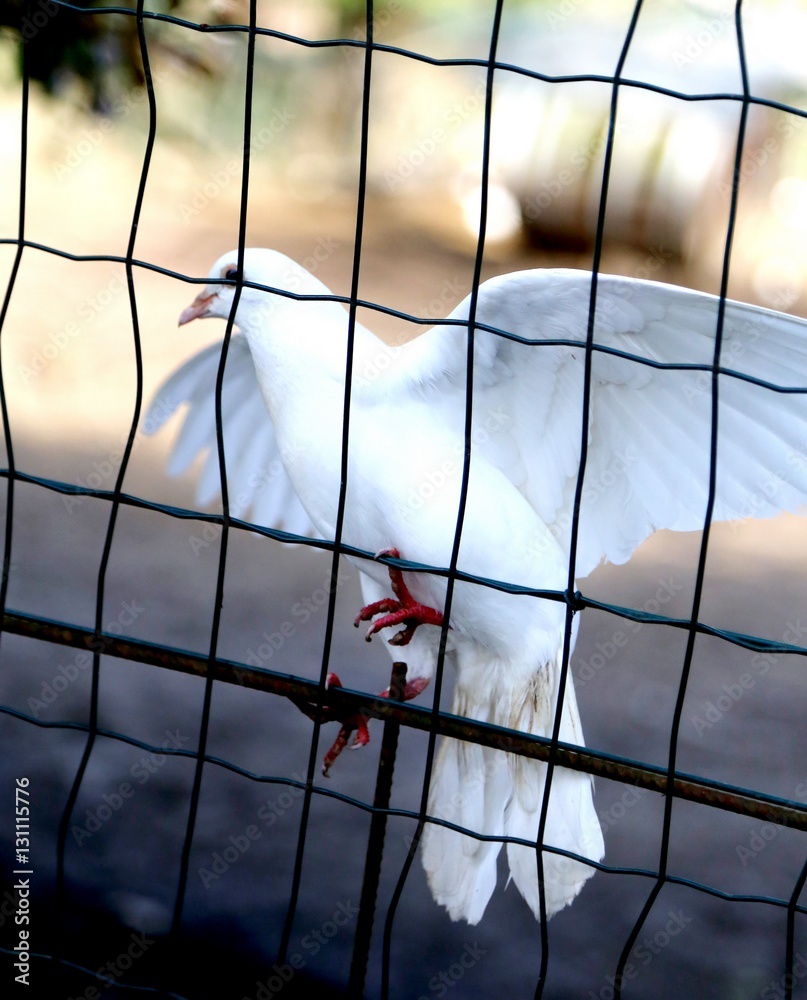 white dove trapped by the wire mesh Stock-Foto | Adobe Stock