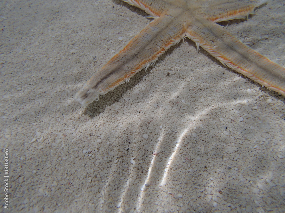 Start Fish in the Sand Under the Ocean Water at the Beach in the ...