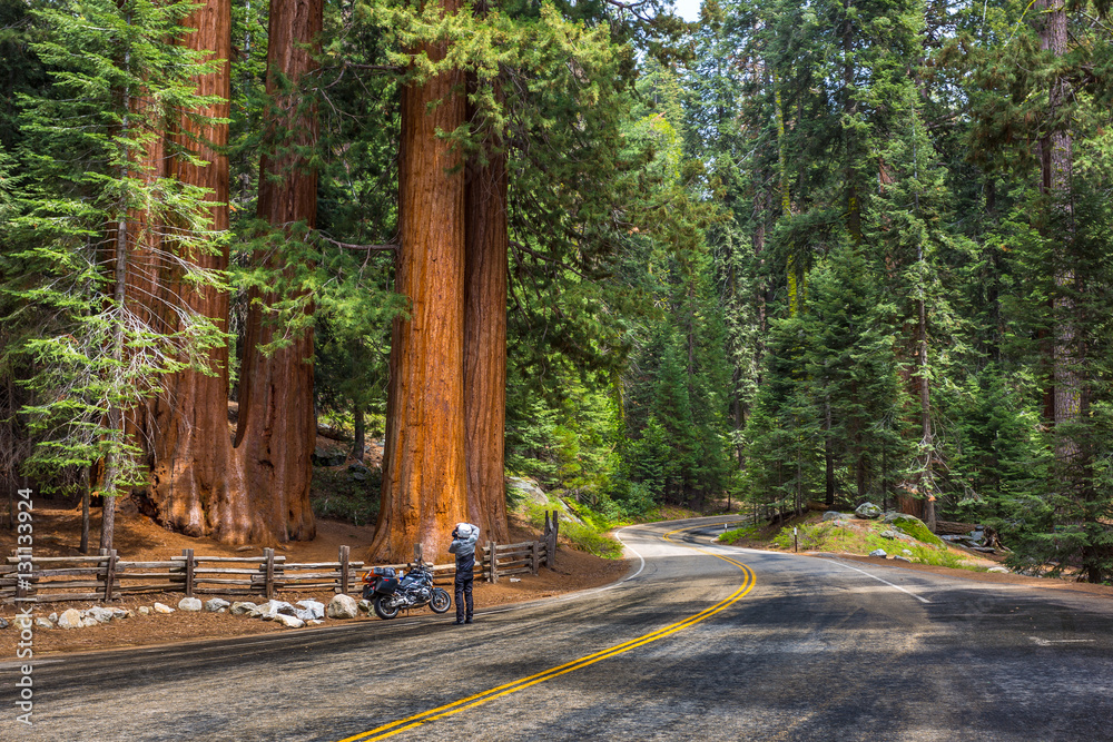 Man taking a picture of sequoia tree. Comparing the size of a man and a ...